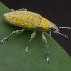 The Biodiversity of Singapore- Hypomeces squamosus