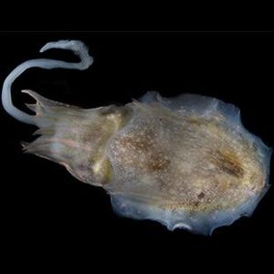 The Biodiversity of Singapore- Sepiella inermis