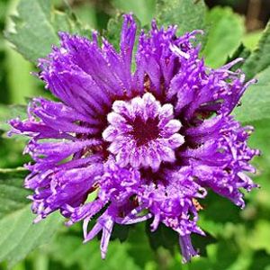 The Biodiversity of Singapore- Centratherum punctatum