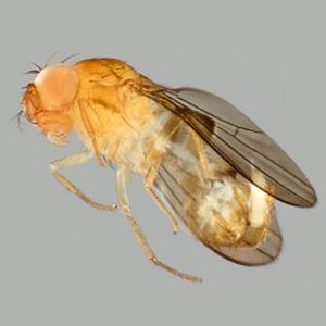 The Biodiversity of Singapore- Scaptodrosophila? sp. ZRC_BDP0104789