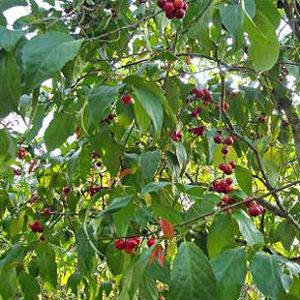 The Biodiversity of Singapore- Flacourtia inermis