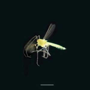 The Biodiversity of Singapore- Tanytarsus oscillans