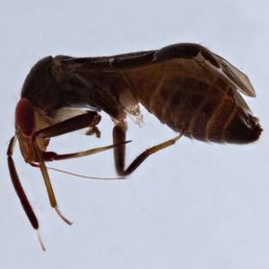 The Biodiversity of Singapore- Hemiptera sp. ZRC_BDP0167752