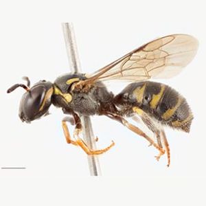The Biodiversity of Singapore- Ceratina (Ceratinidia) collusor