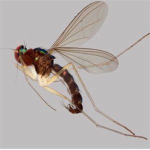 The Biodiversity of Singapore- Amblypsilopus sp. "pr abruptum"