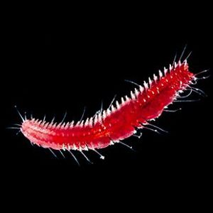 The Biodiversity of Singapore- Polynoidae sp. 5113DR1-003