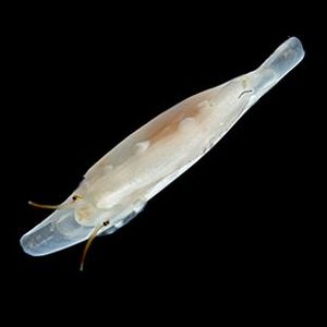 The Biodiversity of Singapore- Ovulidae sp. 2