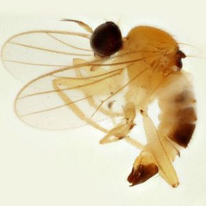 The Biodiversity of Singapore- Elaphropeza melanuroides