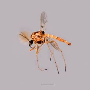 The Biodiversity of Singapore- Procladius sp. "GC30"