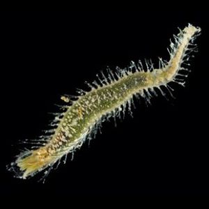 The Biodiversity of Singapore- Flabelligeridae sp. 11