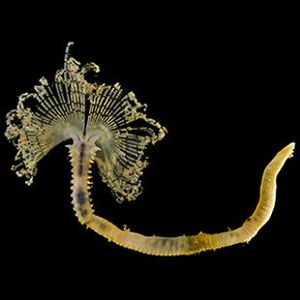 The Biodiversity of Singapore- Sabellidae sp. JS-1465