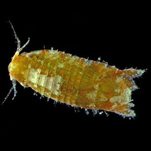 The Biodiversity of Singapore- Sphaeromatidae sp. 36