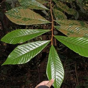 The Biodiversity of Singapore- Knema laurina
