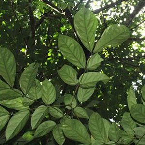 The Biodiversity of Singapore- Archidendron ellipticum