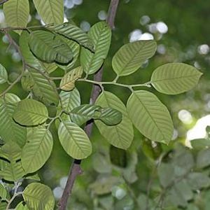 The Biodiversity of Singapore- Shorea pauciflora