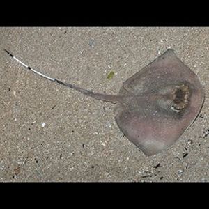 The Biodiversity of Singapore- Neotrygon kuhlii