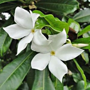 The Biodiversity of Singapore- Cerbera odollam