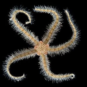 The Biodiversity of Singapore- Ophiothrix (Ophiothrix) sp. 8