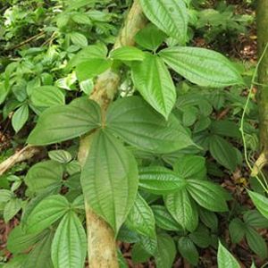 The Biodiversity of Singapore- Dioscorea hispida
