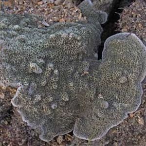 The Biodiversity of Singapore- Montipora informis