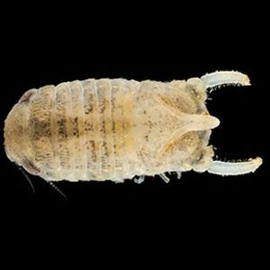 The Biodiversity of Singapore- Sphaeromatidae sp. 44