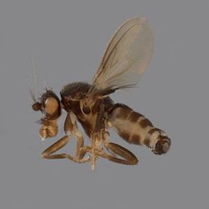 The Biodiversity of Singapore- Sphaeroceridae sp. ZRC_BDP0104907