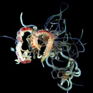 The Biodiversity of Singapore- Cirratulidae sp. 3