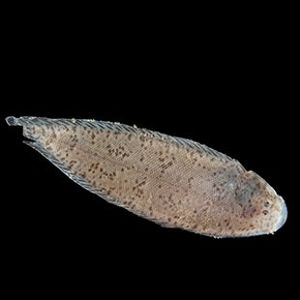 The Biodiversity of Singapore- Soleidae sp. SEA-1201