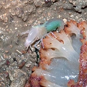 The Biodiversity of Singapore- Alpheidae sp.