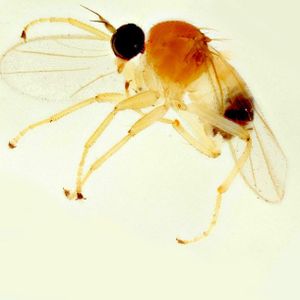 The Biodiversity of Singapore- Elaphropeza lowioides