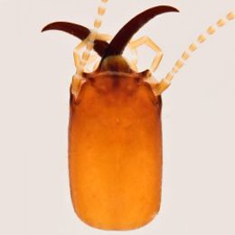 The Biodiversity of Singapore- Microcerotermes sp. "A"