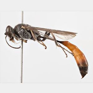 The Biodiversity of Singapore- Trypoxylon cf. bicolor