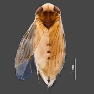 The Biodiversity of Singapore- Micronecta quadristrigata