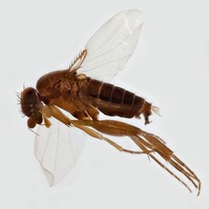 The Biodiversity of Singapore- Phoridae sp. ZRC_BDP0295183