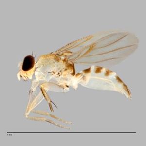 The Biodiversity of Singapore- Phoridae sp. ZRCBDP0049020