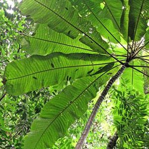 The Biodiversity of Singapore- Dillenia reticulata