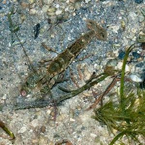 The Biodiversity of Singapore- Alpheidae sp.