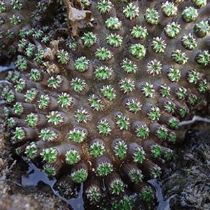 The Biodiversity of Singapore- Galaxea fascicularis