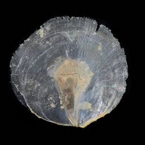 The Biodiversity of Singapore- Placuna placenta