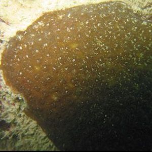 The Biodiversity of Singapore- Cyphastrea chalcidicum