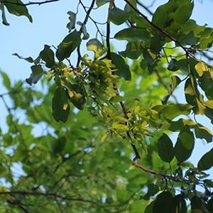 The Biodiversity of Singapore- Shorea roxburghii