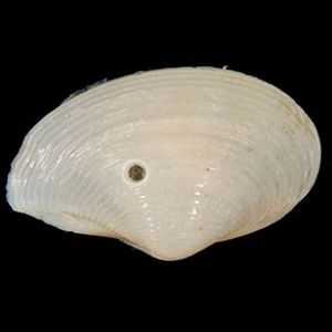 The Biodiversity of Singapore- Nuculanidae sp.