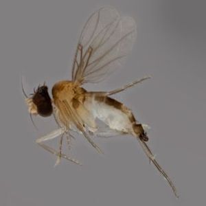 The Biodiversity of Singapore- Phoridae sp. ZRC_BDP0251635