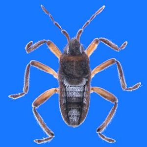 The Biodiversity of Singapore- Pseudovelia feuerborni