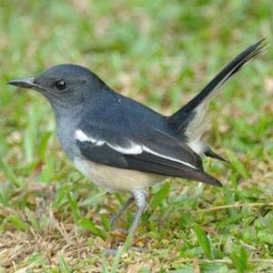 The Biodiversity of Singapore- Copsychus saularis
