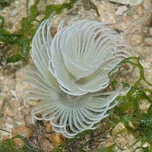 The Biodiversity of Singapore- Serpulidae sp.