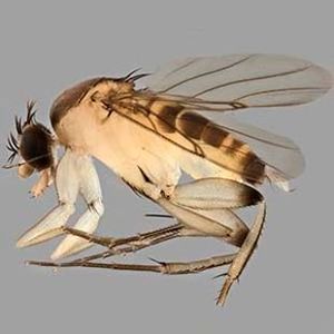 The Biodiversity of Singapore- Megaselia sp. ZRC_BDP0032737