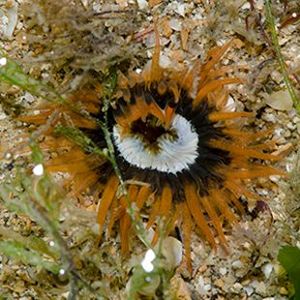 The Biodiversity of Singapore- Actiniidae sp.