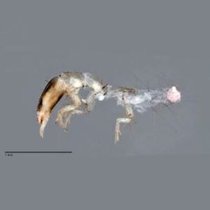 The Biodiversity of Singapore- Ecnomidae sp. ZRCBDP0024666