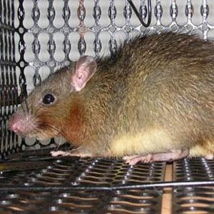 The Biodiversity of Singapore- Sundamys annandalei